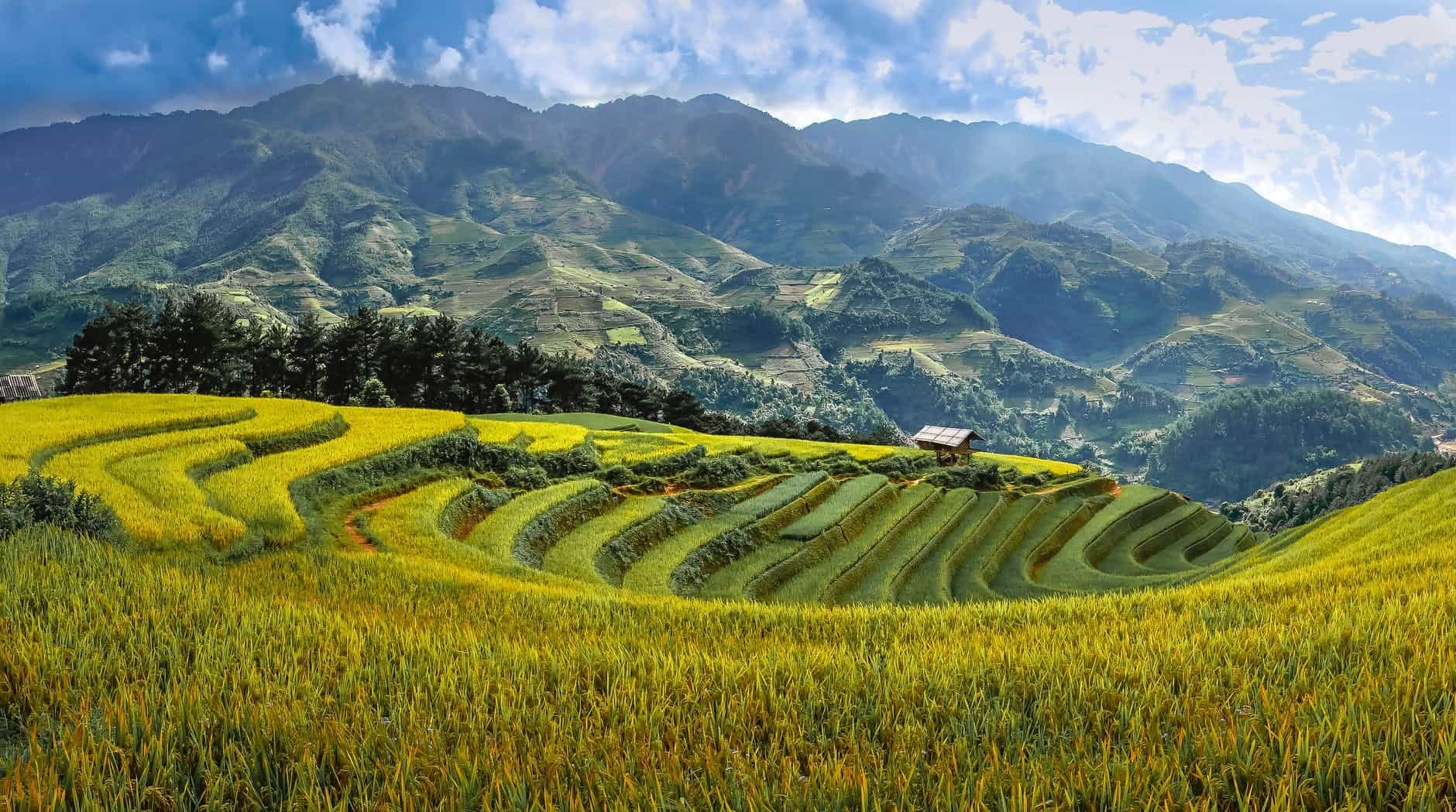 Pure Chinese Tea - Chinese Tea And Tea Sets